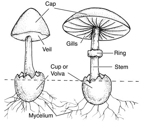 Easyelimu